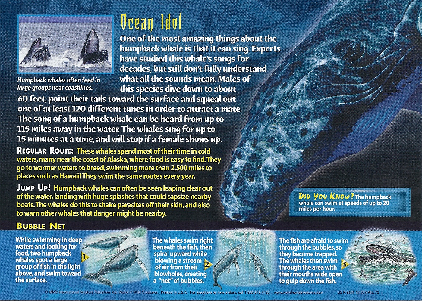 Humpback Whale - Wierd N'wild Creatures Wiki Humpback Whale - Wierd N'wild Creatures Wiki