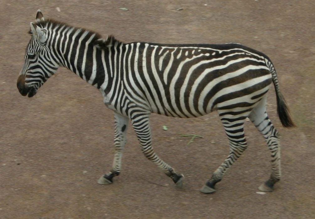 Quadrupedalism Definition