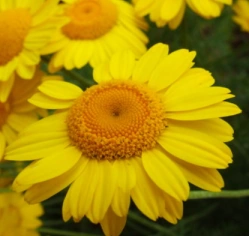 Magnoliopsida - Wiki Herbolaria