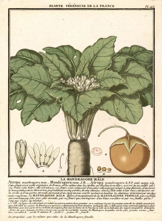 Mandragore - Sorceleur Wiki