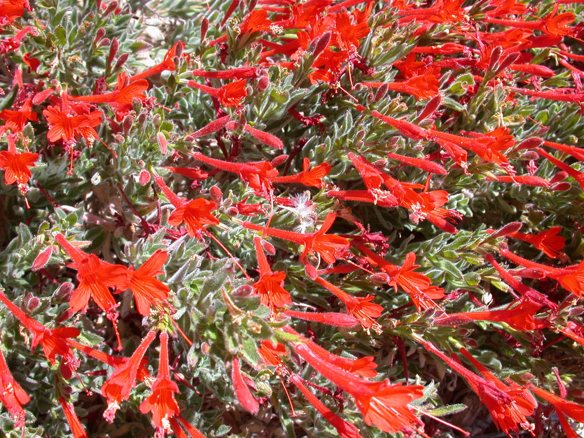 Zauschneria californica - Gardening Wiki