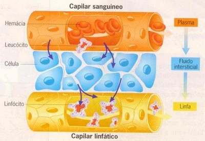Fisiopatologia do Edema - Infomedica Wiki