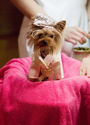 Image - Sharpay's Dog Boi.jpg - High Stakes: A Sharpay's Fabulous ...