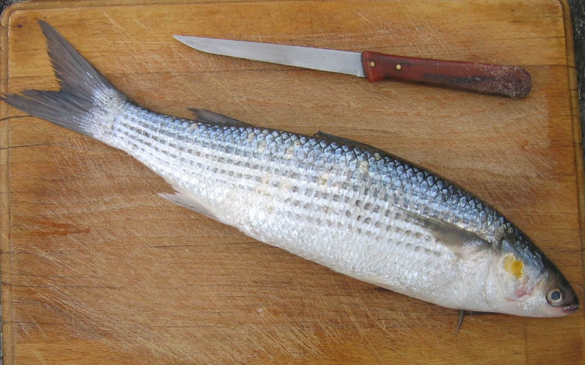 Golden Grey Mullet - British Wildlife Wiki