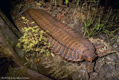 Arthropleura - Prehistoric Earth Wiki