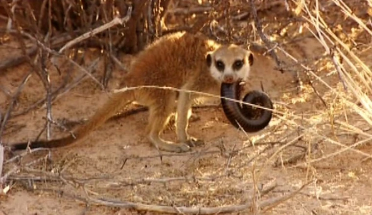 1000+ images about Meerkats on Pinterest | Mongoose, Mammals and Namib ...