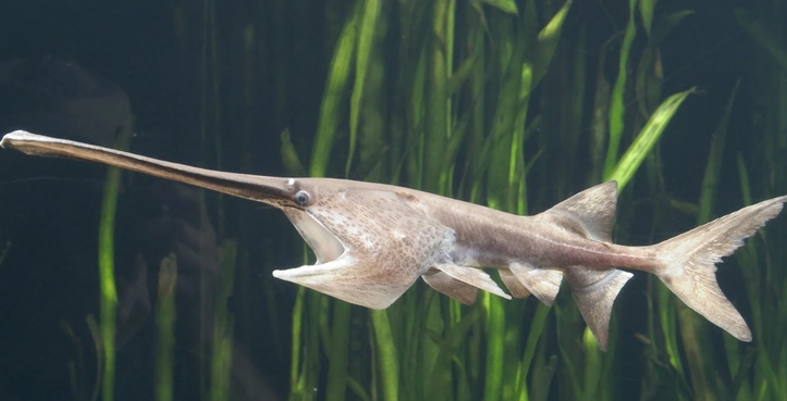 Image - Chinese-paddlefish.png - Exotic Fish Wiki
