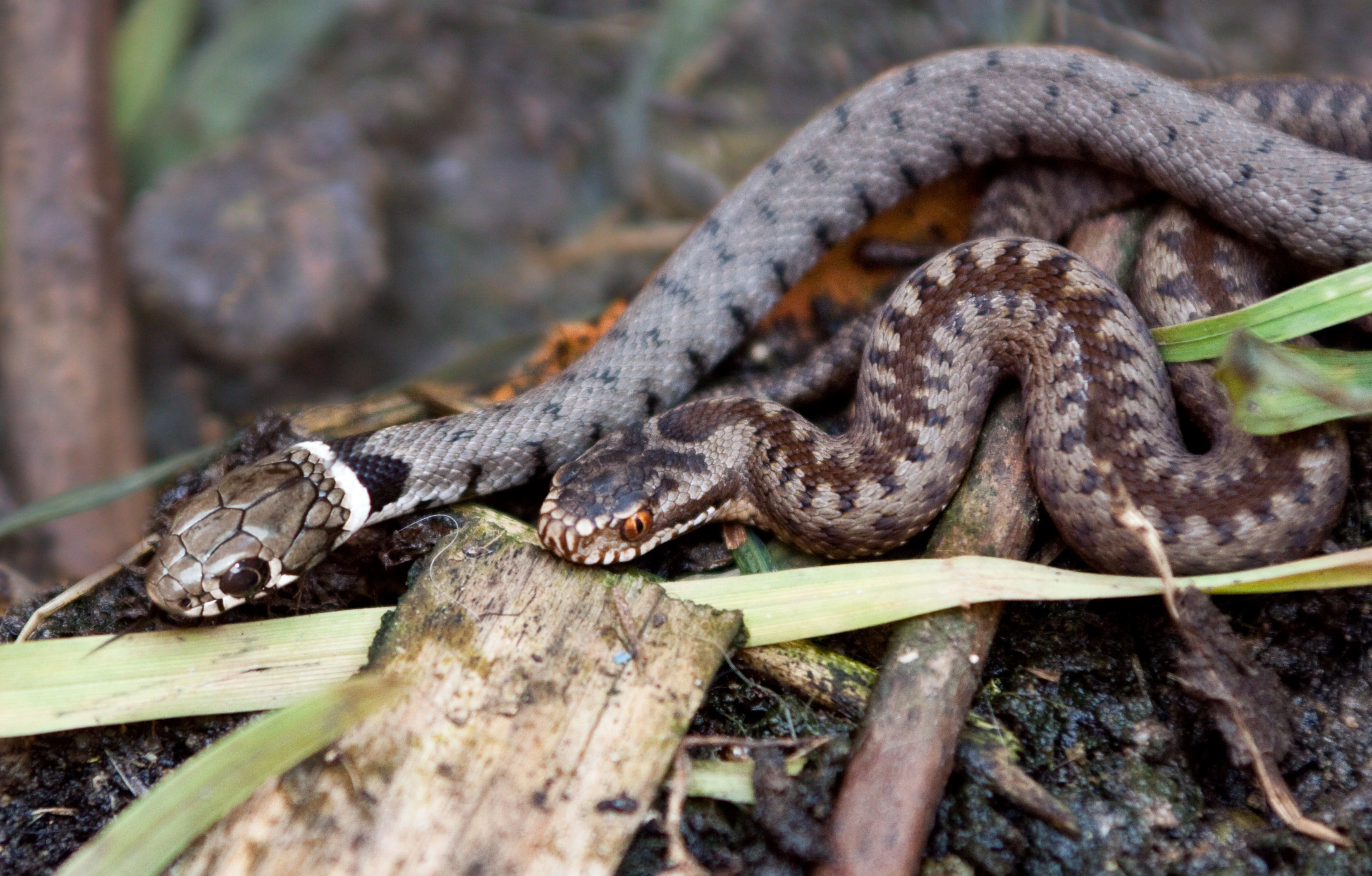 Image - The Adder & The Grass Snake.jpg - British Wildlife Wiki