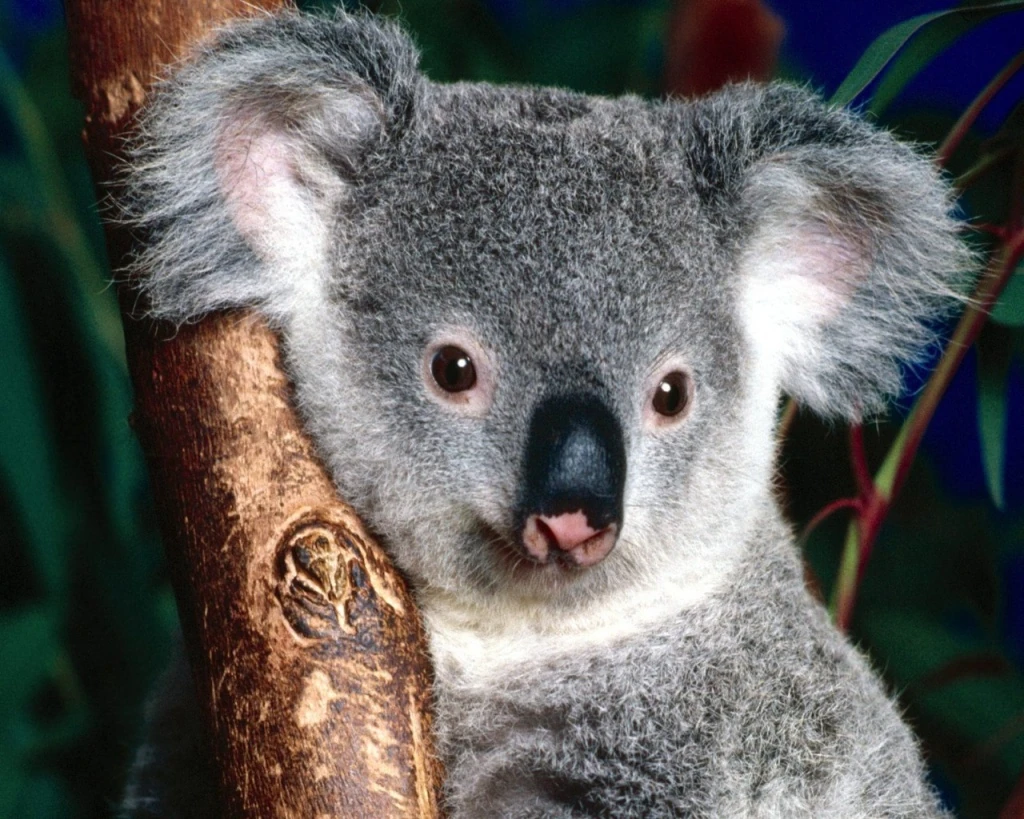 Koala - Wiki ACAM