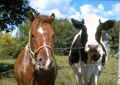 Image - Horse and cow.jpg - The Horse Breed Wiki - Wikia