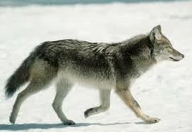 Newfoundland wolves - Wolves wolves wolves Wiki