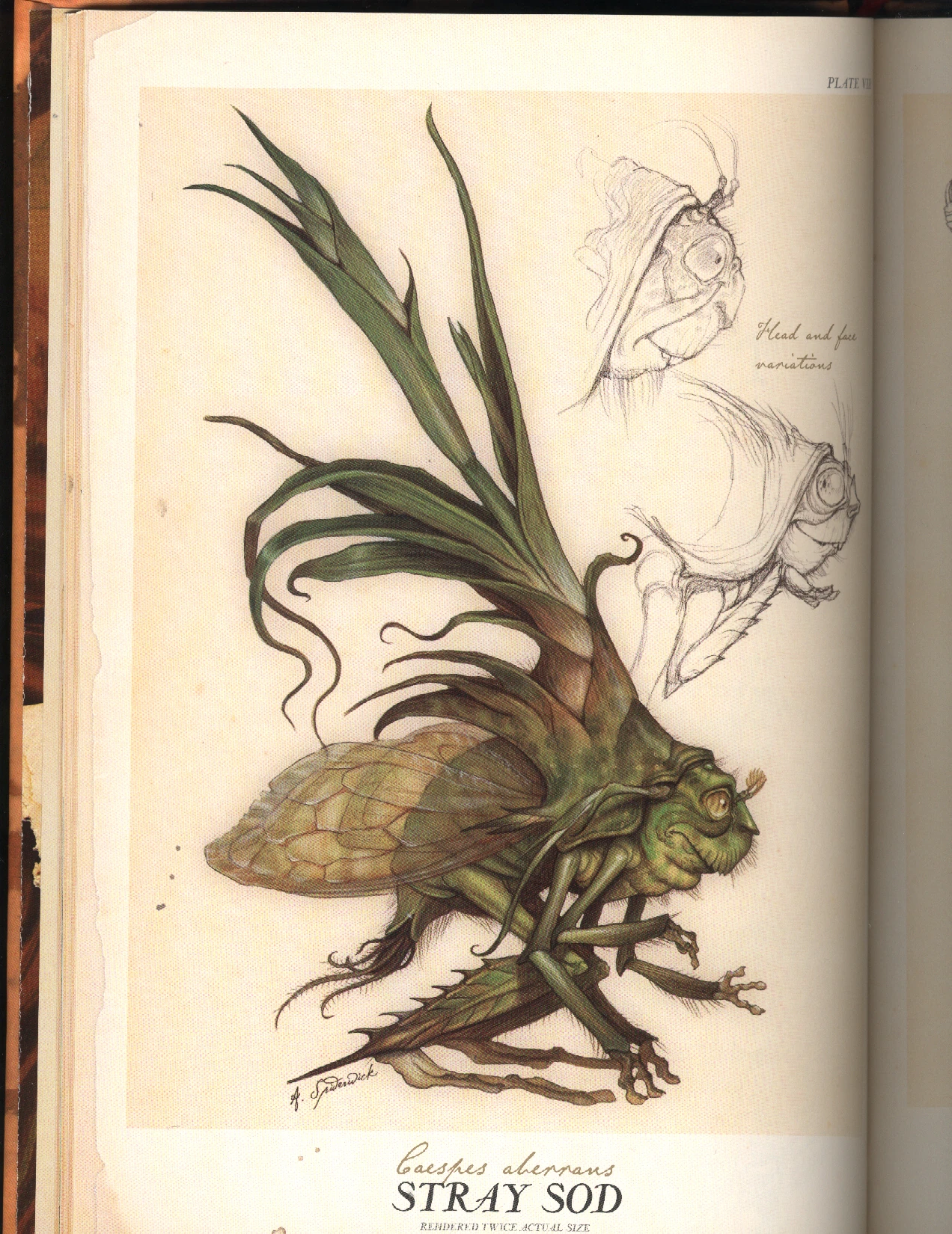 Stray Sod - Spiderwick Chronicles Wiki