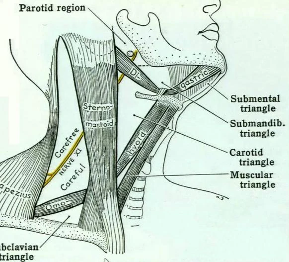 Triangles Of Neck Anatomy