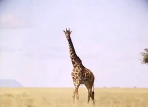 Giraffe - Encyclopedia SpongeBobia - The SpongeBob SquarePants Wiki