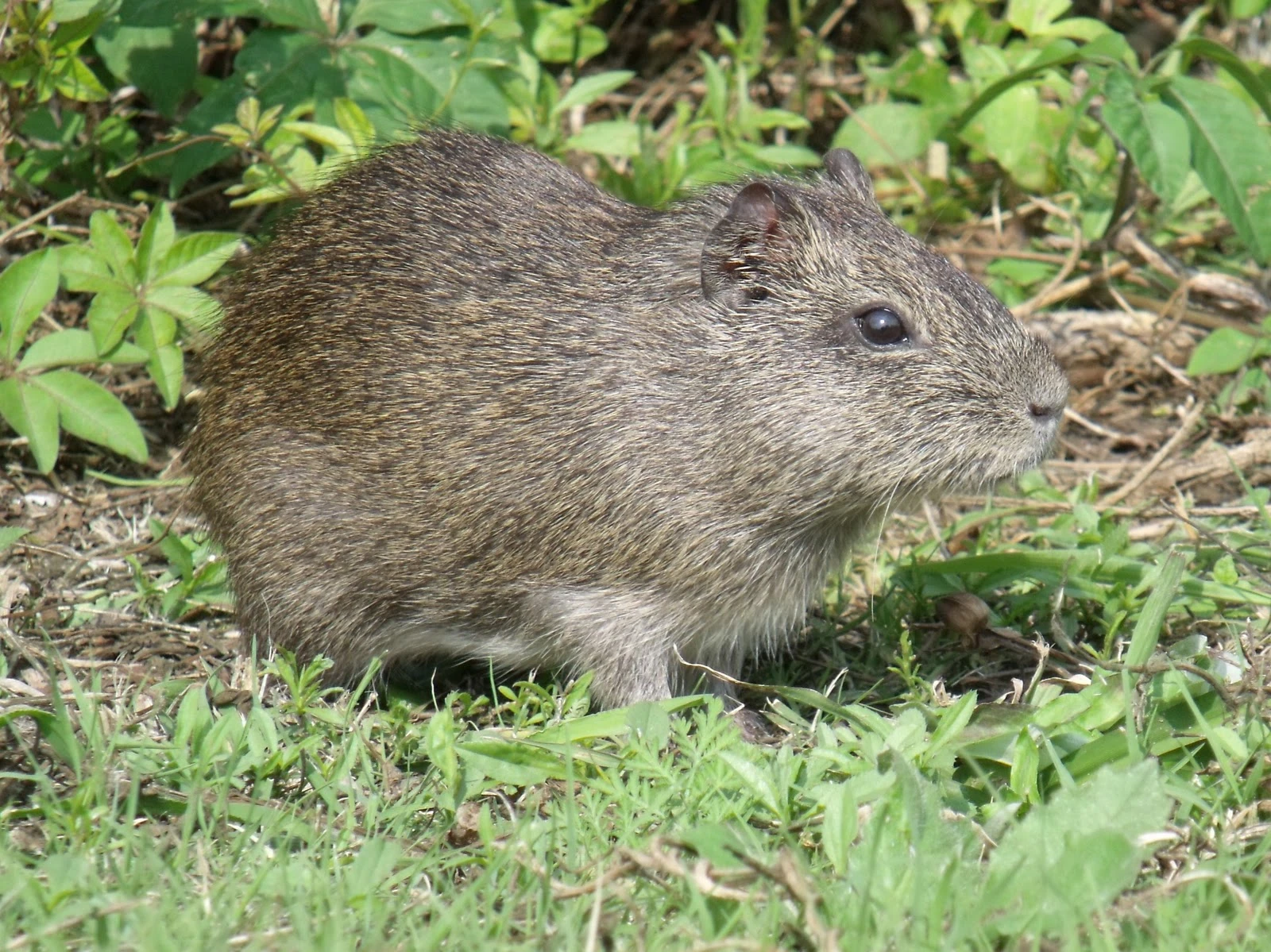 Cuy aperea - Wiki Colombia