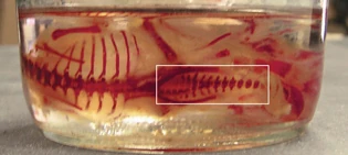Chickenosaurus - Dinosaur Recreation Wiki