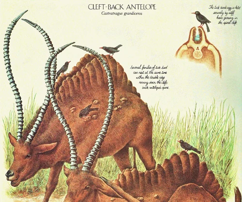 Cleft-Back Antelope - Speculative Evolution Wiki