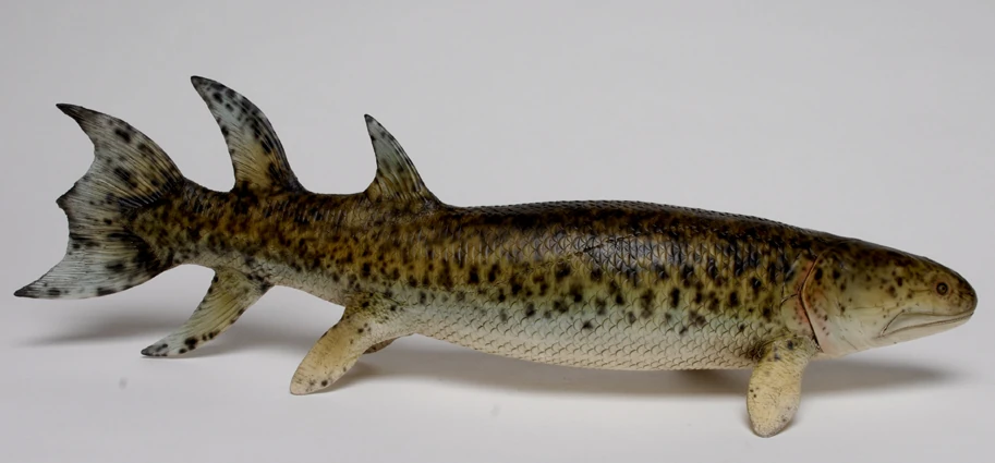 Tetrapodomorphs - Dinopedia - the free dinosaur encyclopedia