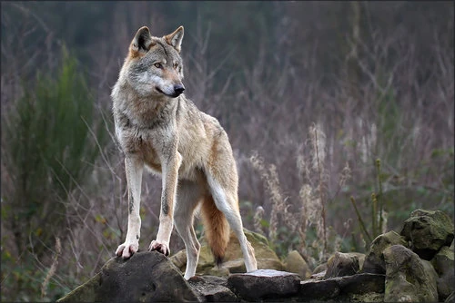 Image - Natur-Tiere-Woelfe-Alpha-Wolf-Rot-Animal-2383444.jpg ...
