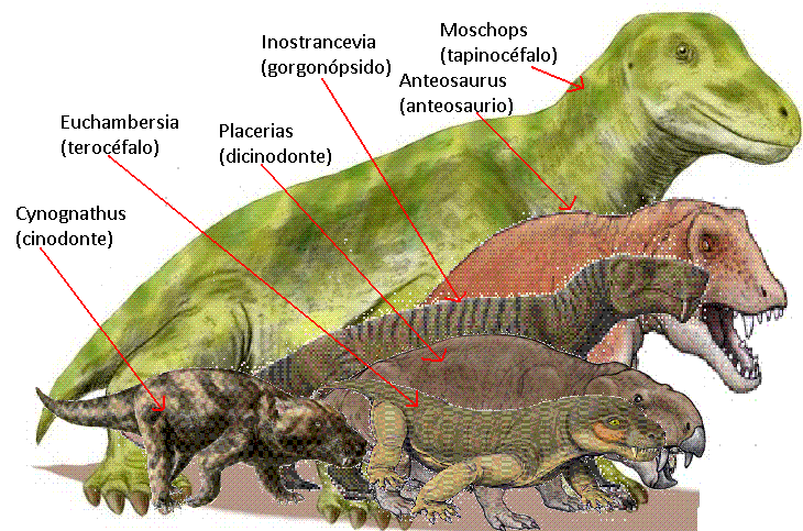 Synapsida - Wiki Prehistórico