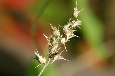 Sticker plant(sandspurs) - WarriorCat Creations