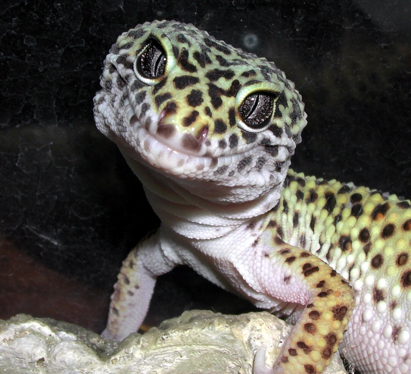 Gecko Leopardo - Wiki Reino Animalia