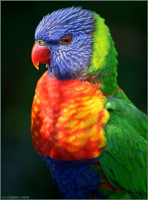 Loro Arcoiris - Wiki Mascotas Inusuales
