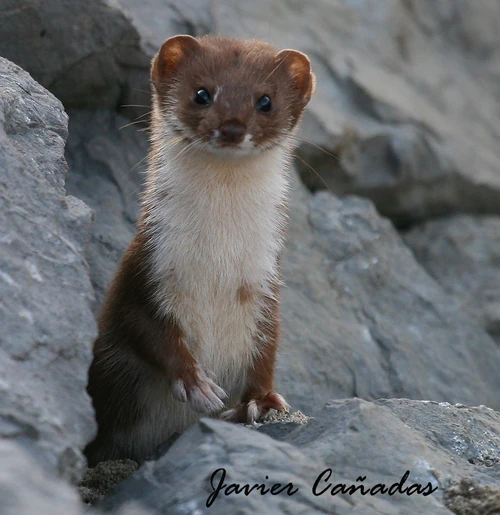 Comadreja Andina - Wiki Reino Animalia