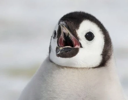 Plik:Pingwin cesarski 6.jpg - Zwierzaki Wiki - Wikia