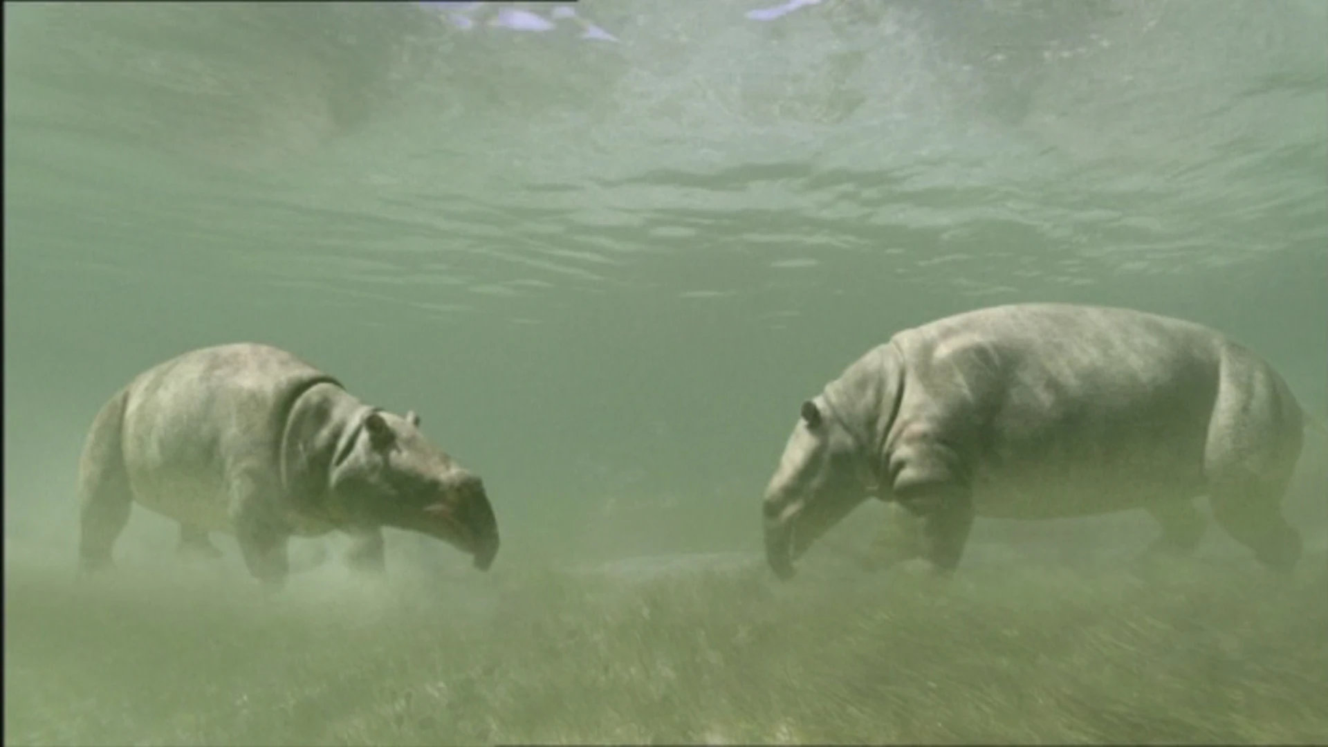 Moeritherium - Walking With Wikis - the free Walking with... encyclopedia