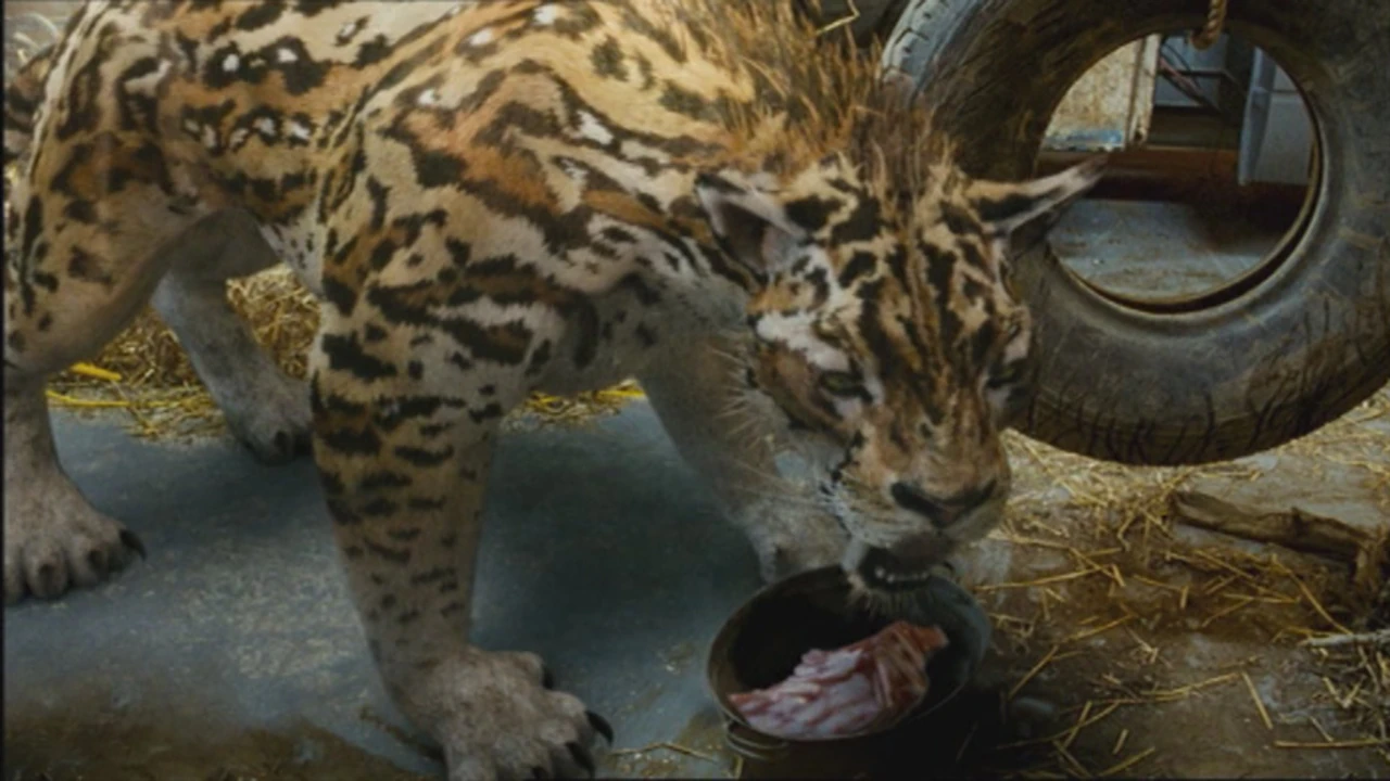 Image - 2x3 Smilodon 59.jpg - Anomaly Research Centre