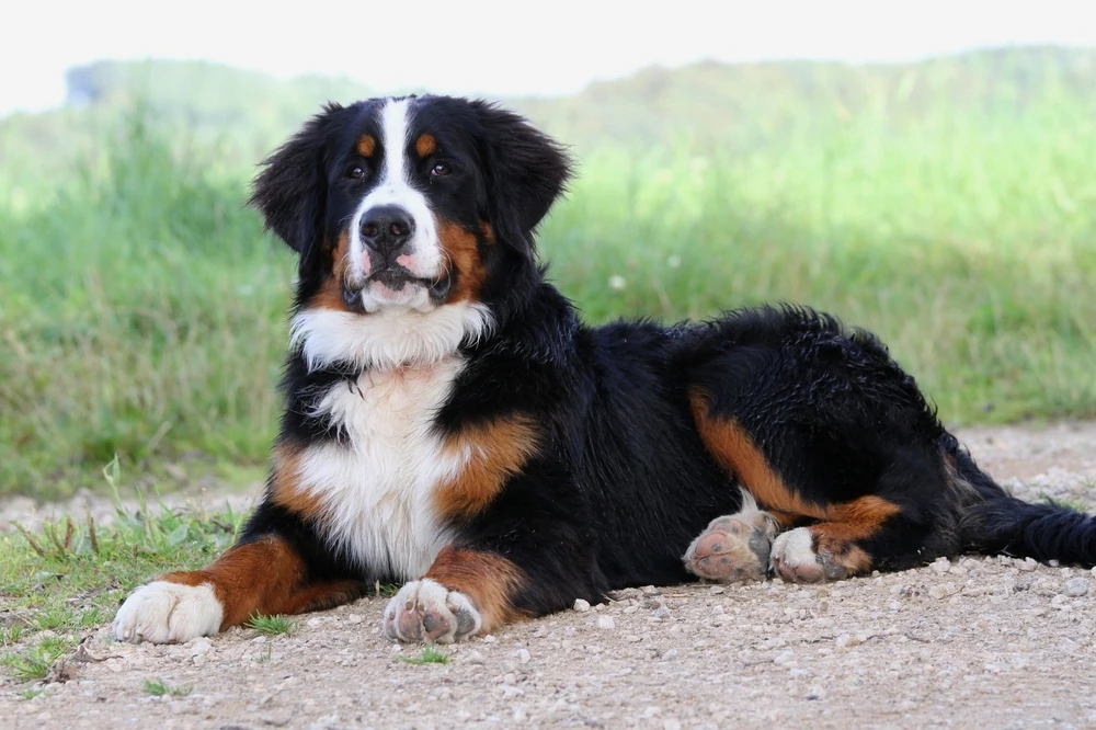 Datei:Berner-Sennenhund-2-a26889301.jpg – Jackys Hunde Wiki
