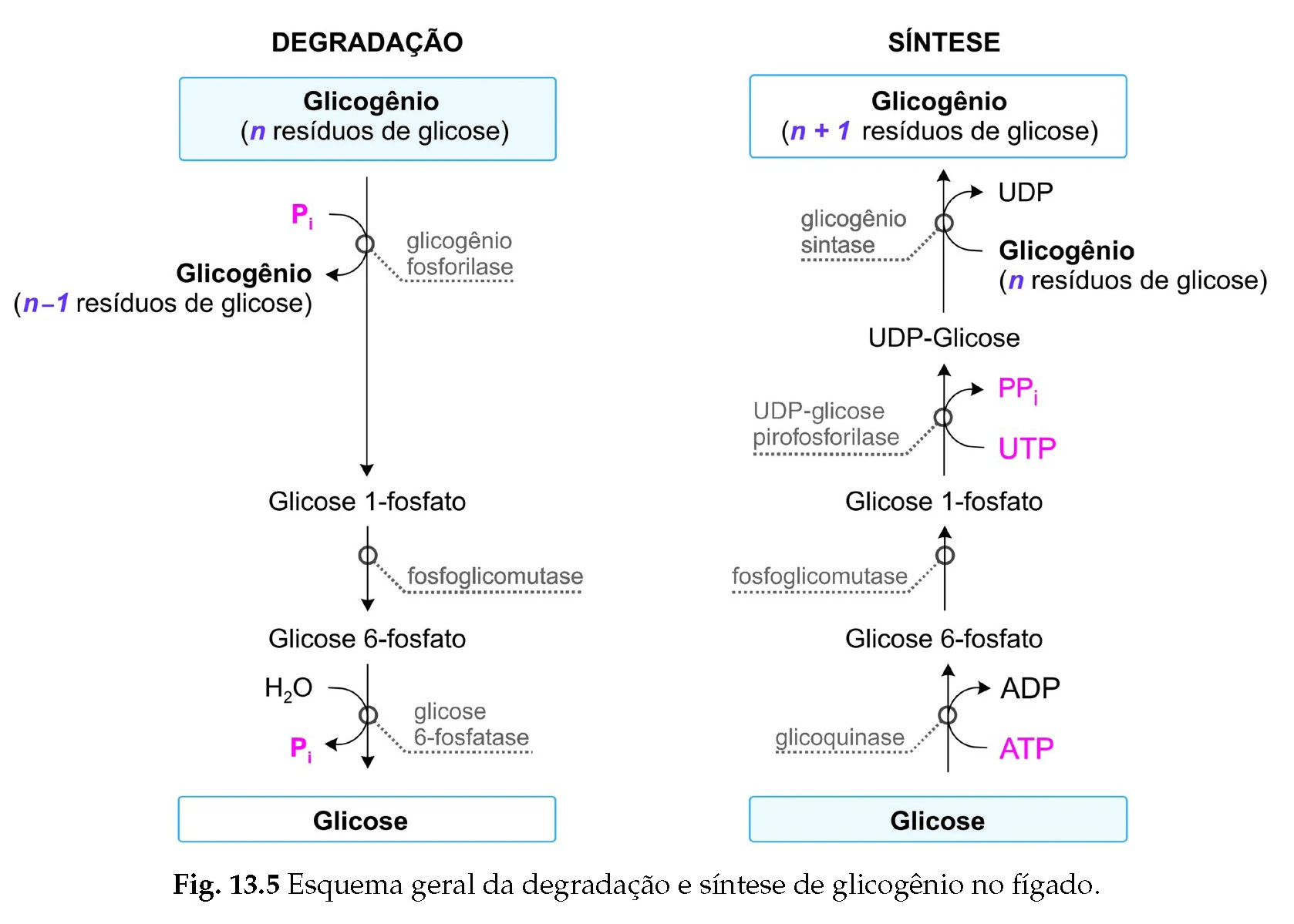 O Que é Glicogenese - FDPLEARN
