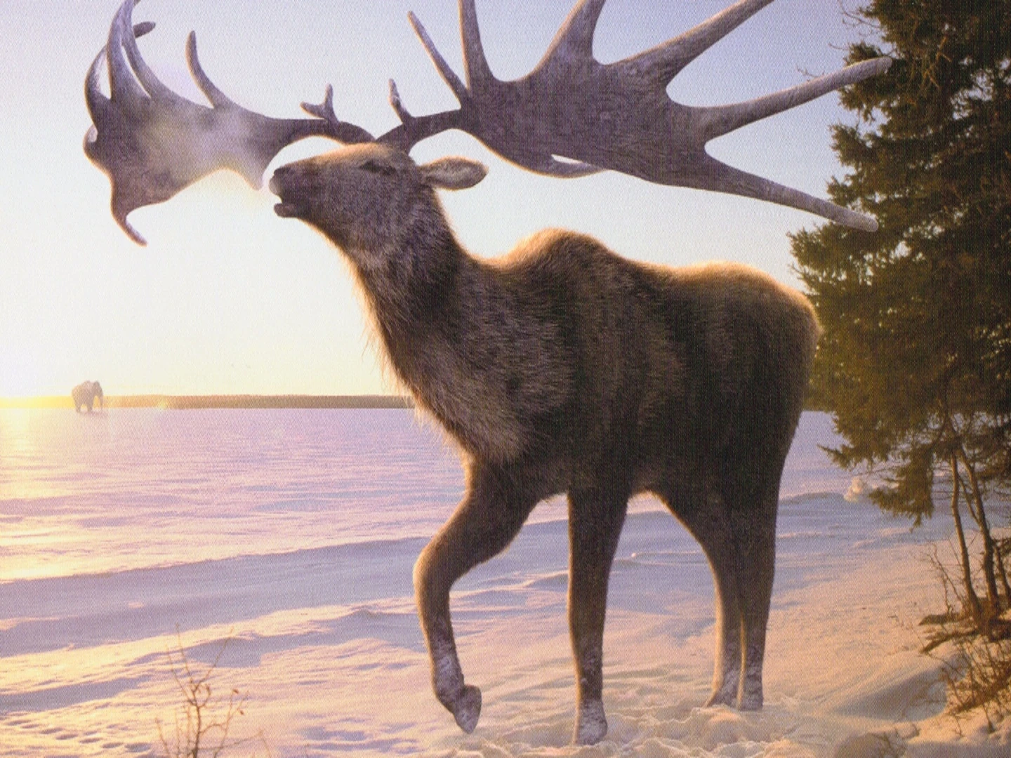 Megaloceros - Walking With Wikis - the free Walking with... encyclopedia