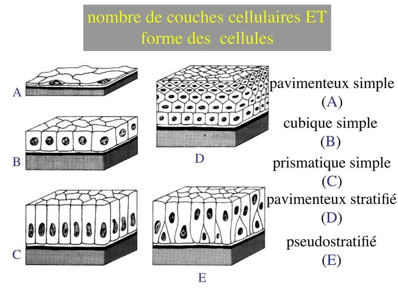 Microbio tissus types - Wiki IFES
