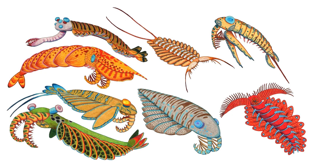 Anomalocarids web sized