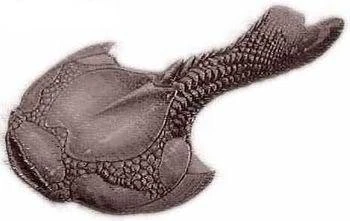 Drepanaspis - Wiki Prehistórico