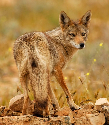 Chacal Dorado - Wiki Reino Animalia
