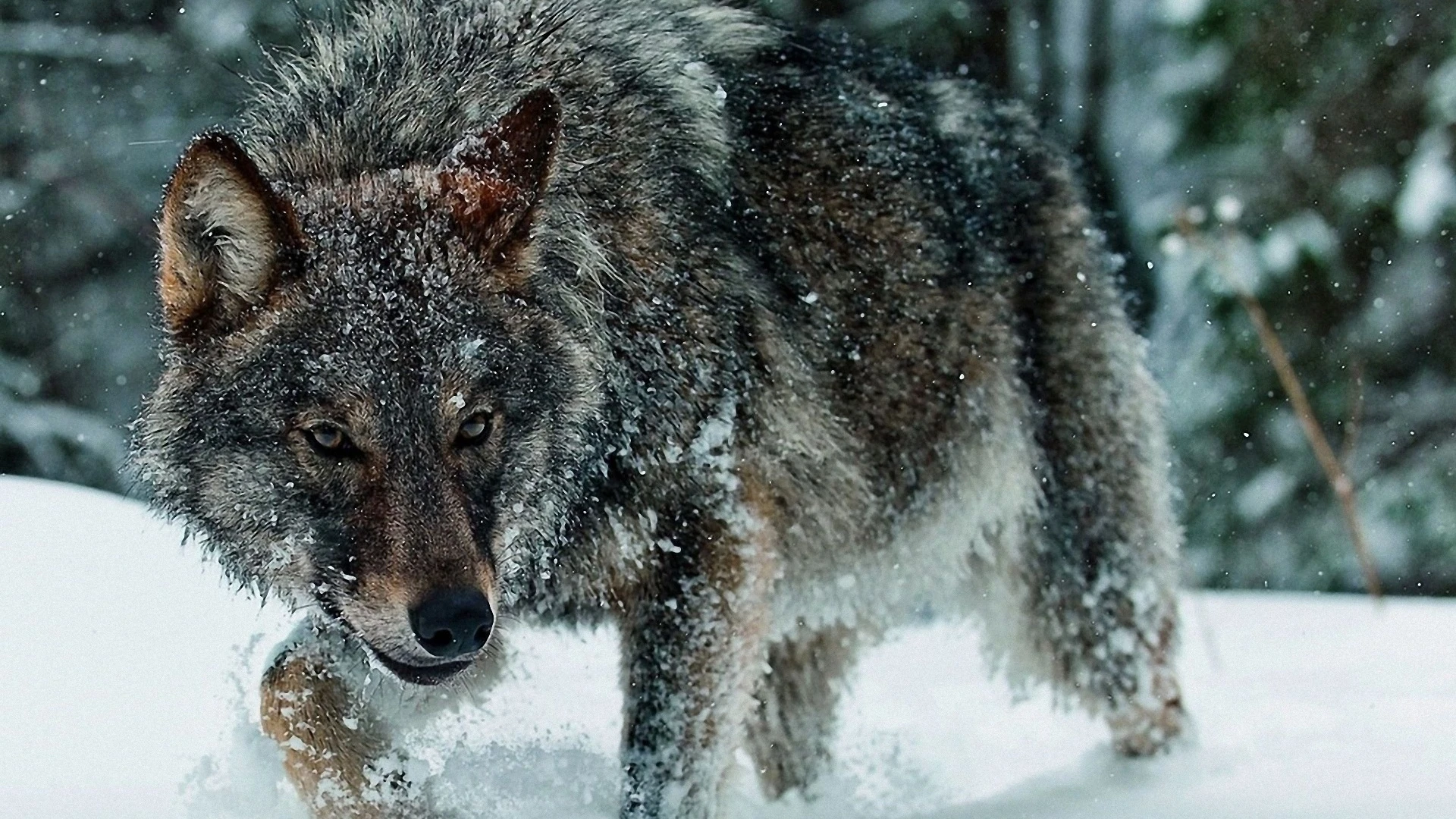 View topic - A Great Divide-Wolf RP Realistic- closed - Chicken Smoothie