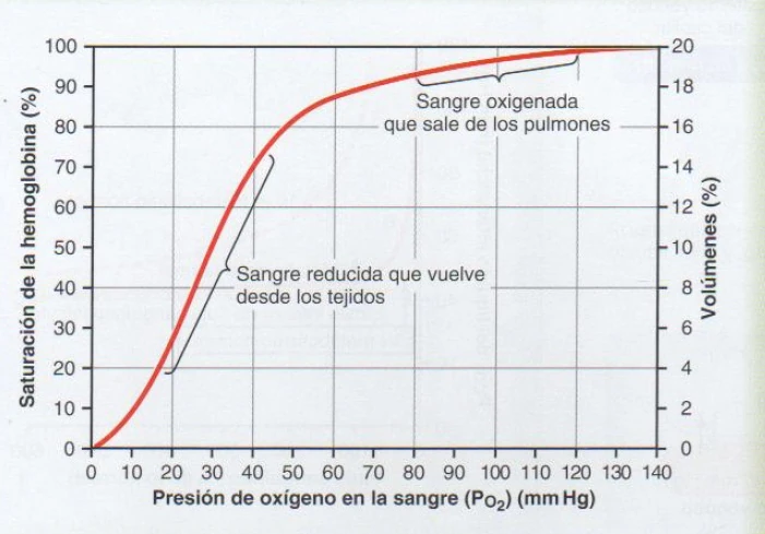 Curva Disociación Hemoglobina Jpg
