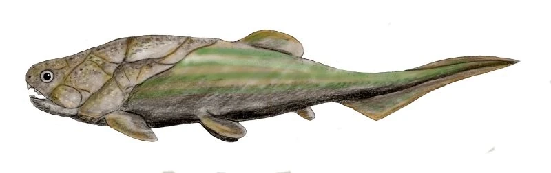 Coccosteus - Wiki Prehistórico