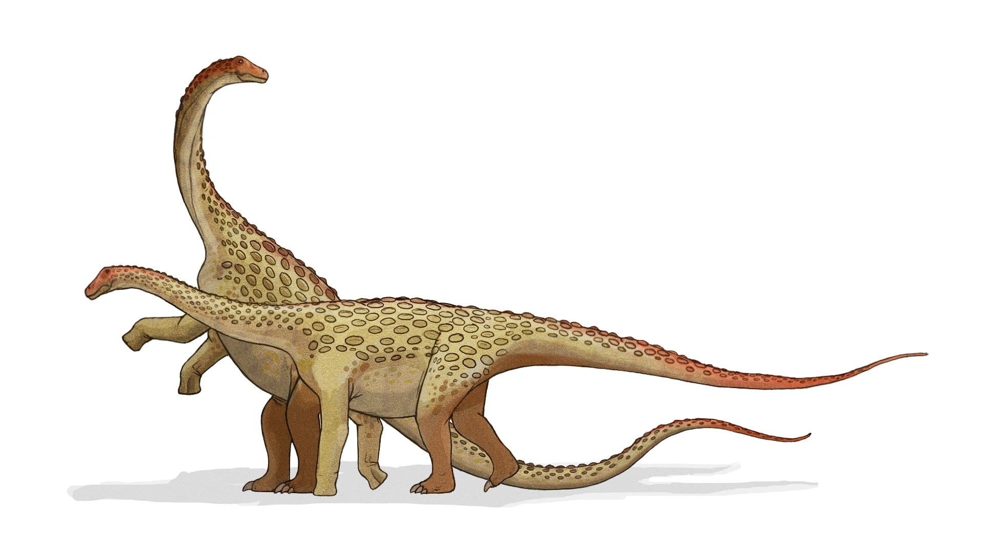 Saltasaurus dinosaur
