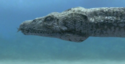 Nothosaurus Sea Monsters