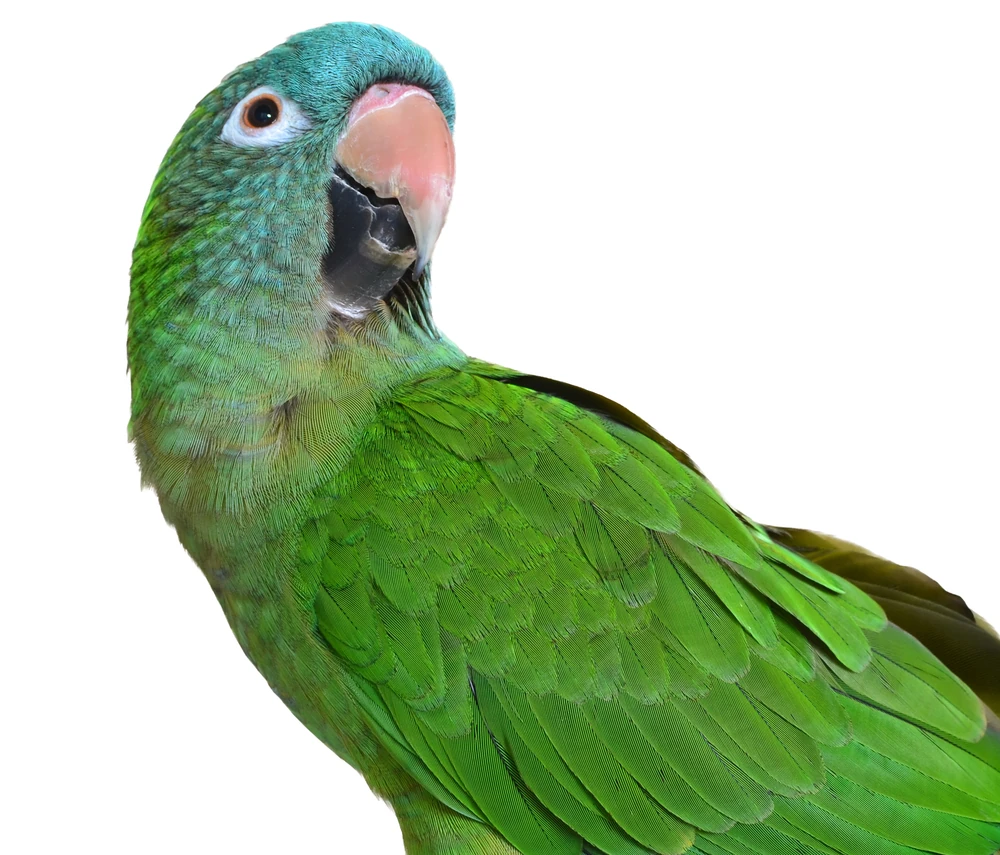 Image - Beautiful Blue Crown Conure Parrot.293225410 large.jpg ...