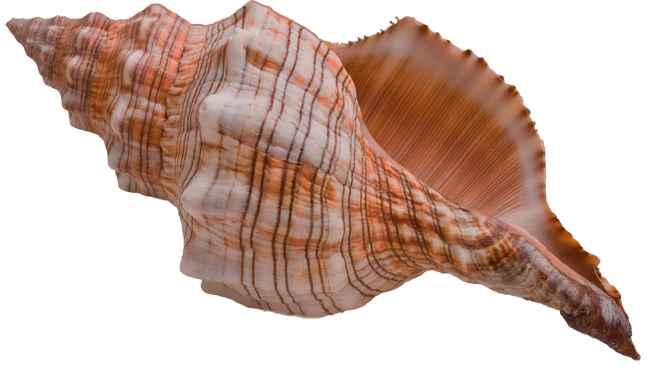 Original Conch Shell - Warehouse 13 Artifact Database Wiki
