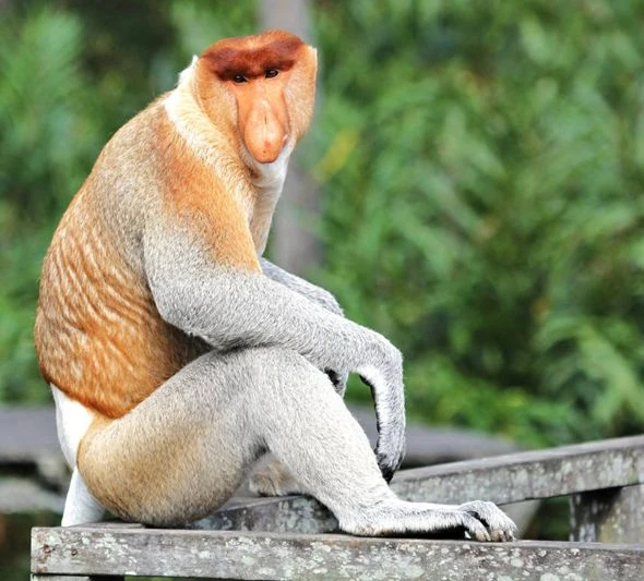 Proboscis Monkey - Animal Database