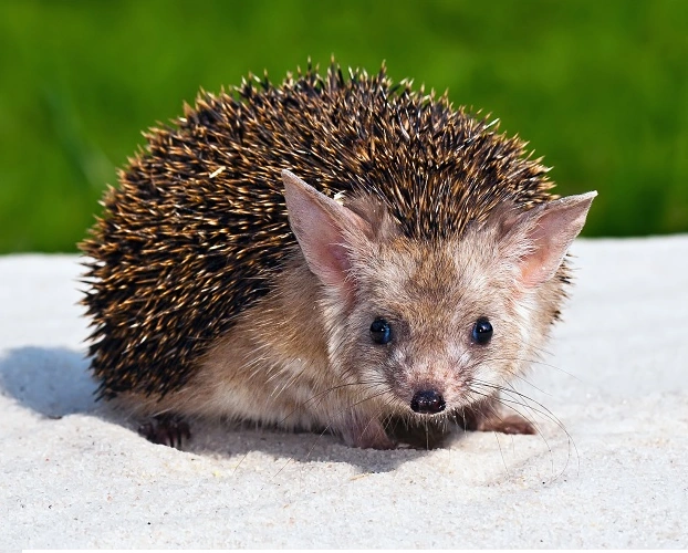 Erizo Egipcio - Wiki Reino Animalia