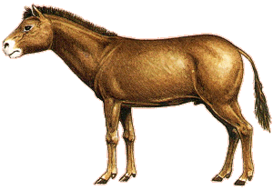 Miohippus - Dinopedia - the free dinosaur encyclopedia